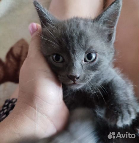 Котёнок