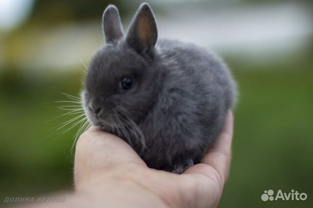 Декоративный кролик минор, мальчик, голубой