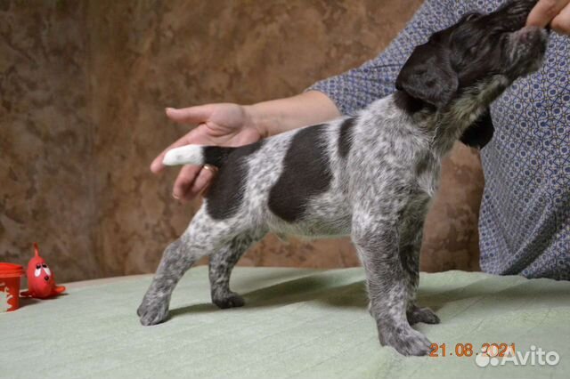 Щенки дратхаара от рабочих родителей