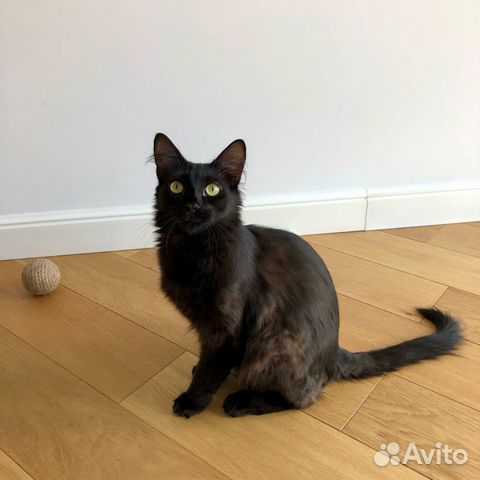 Котейка Йоши-кун в ласковые и ответственные руки