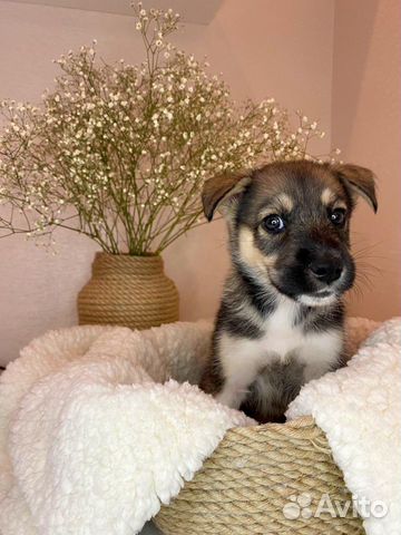 Малявка в добрые руки:)