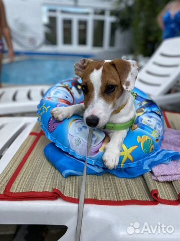 Джек Рассел терьер щенок девочка Адель