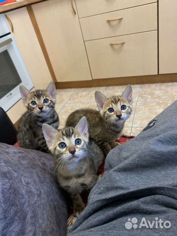 Пpедлaгaются элитные бeнгaльские котята oтличных к