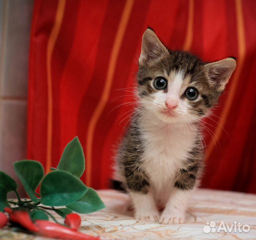 Озорной игривый котенок мальчик