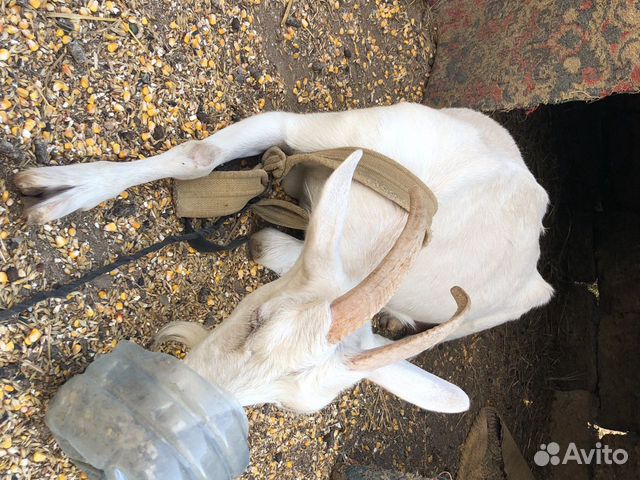 Продам двух коз