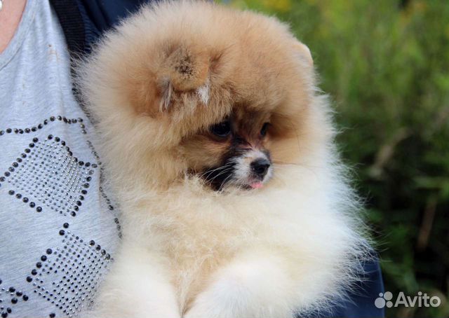 Померанский шпиц мальчик патиколорный мини мишка