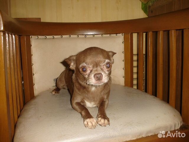 Шоколадный мальчик 3года