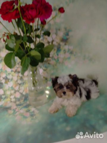 Бивер мальчик супер-мини