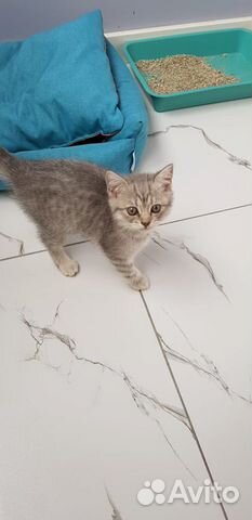 Кошка с полным комплектом