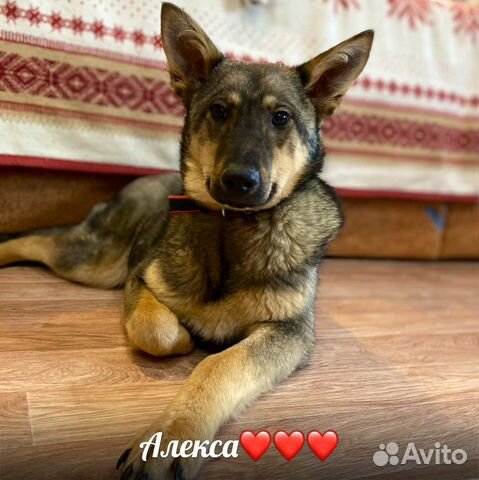 Собаки бесплатно в добрые руки