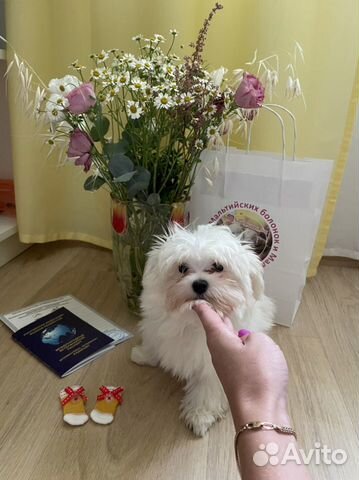 Мальтийская болонка