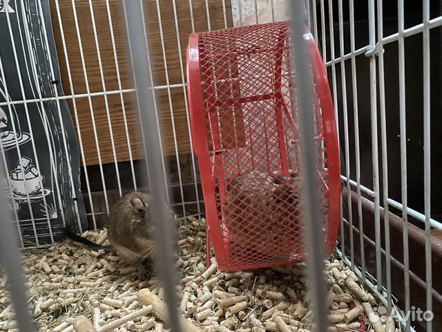 Отдам в хорошие руки белок деггу