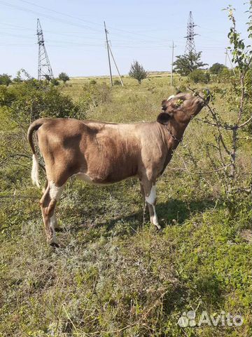 Тёлка 6 месяцев
