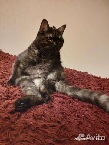 Шотландская Кошка Скоттиш Страйт вязка