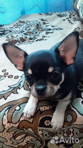 Чихуахуа mini девочки