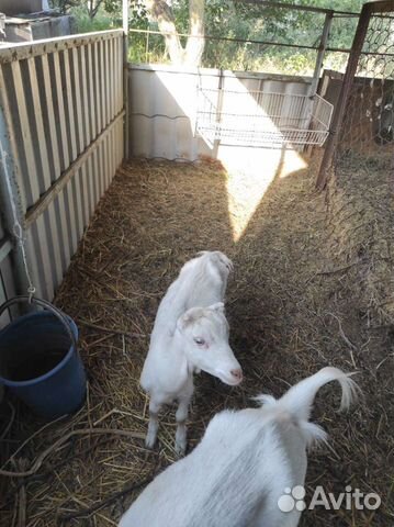 Козлята Ламанча