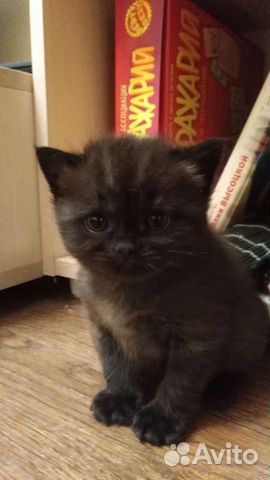 Шотландские котята