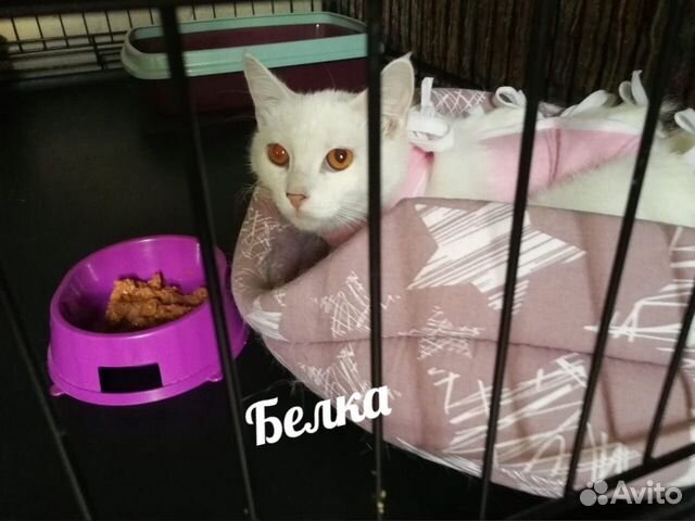 Изабелла, Бель, Белоснежный дичек