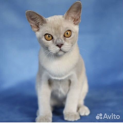 Лиловая бурма, мальчик