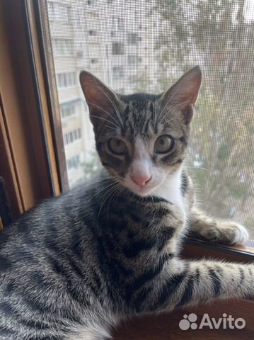 Кот