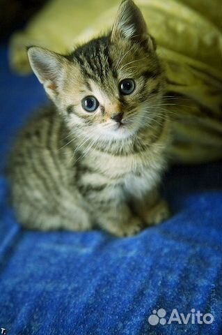 Шарлотта ищет семью