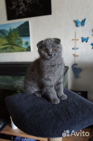 Шотландская вислоухая