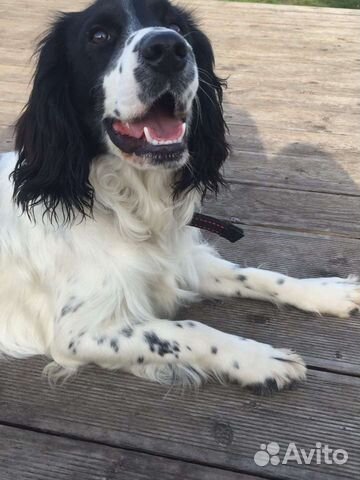 Русский охотничий спаниель