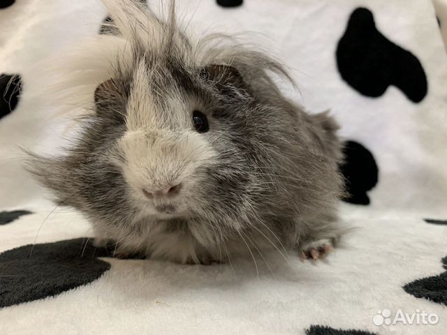 Морская свинка мальчик перуанец