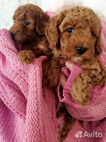 Миниатюрный пудель