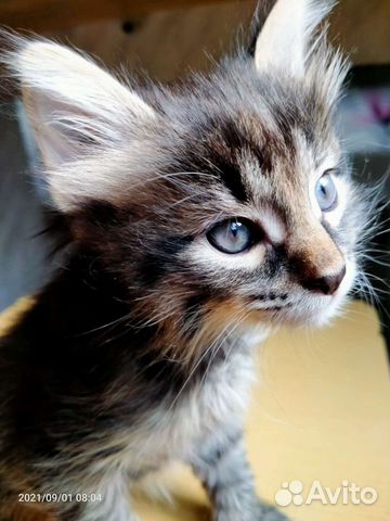 Милые кошечки в добрые руки