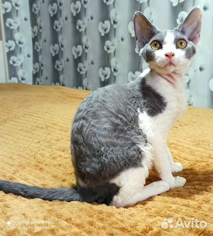 Продаются красивые котята дево-рекс