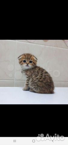Шотландская вислоухая кошка