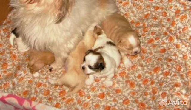 Малыши от шит цу