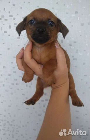 Той-терьер щенок