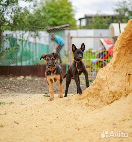 Щеночки в добрые ручки