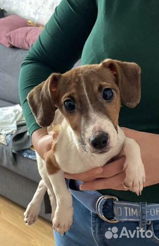 Щенки джек рассел терьер