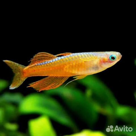 Псевдомугил паскай