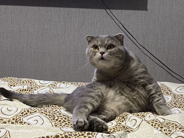 Британский кот вязка