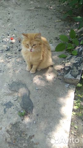 Кошечка в добрые руки