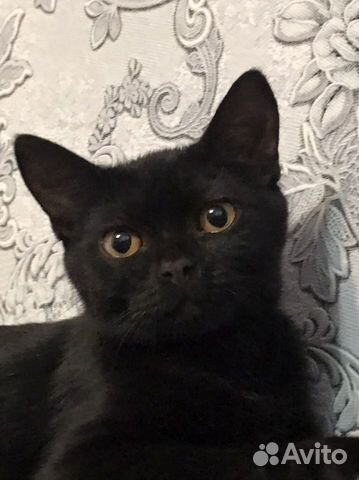 Бомбейский кот