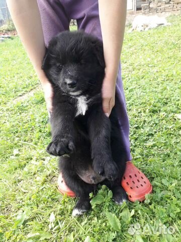 Щенки