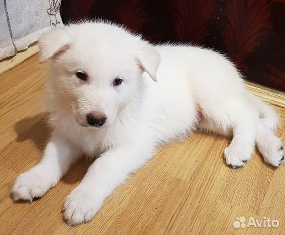 Аляскинский маламут щенки