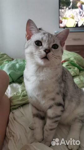 Британский кот (5 месяцев)