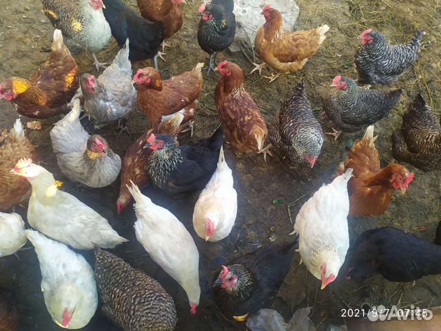 Куры несушки