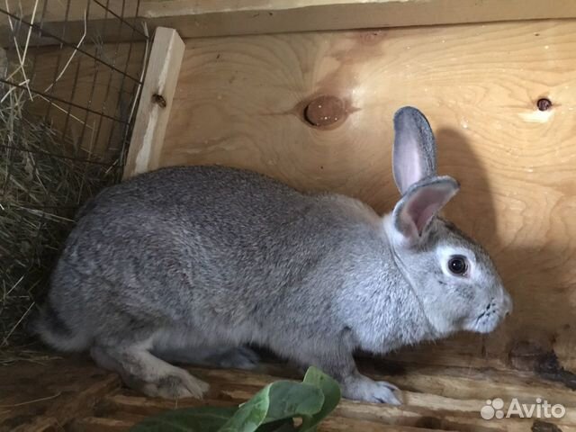 Кролики поподы Калифорния, Советская шишнилла, Рек