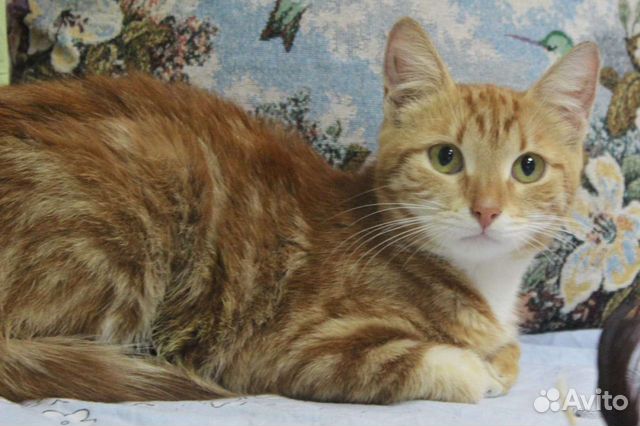 Ласковая рыжая стерильная кошечка в дар 1 год