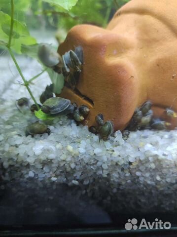 Улитка Покемон