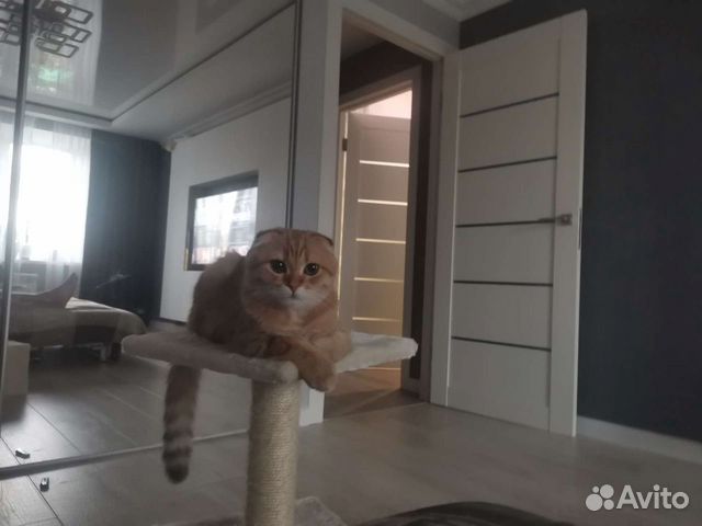 Котенок скоро 5 месяцев