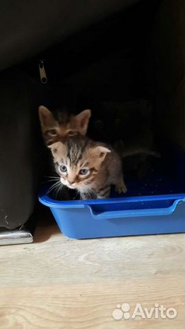 Вислоухие котята