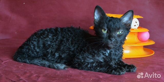 Чёрная кудрявая милашка с полудлинношерстной шерст